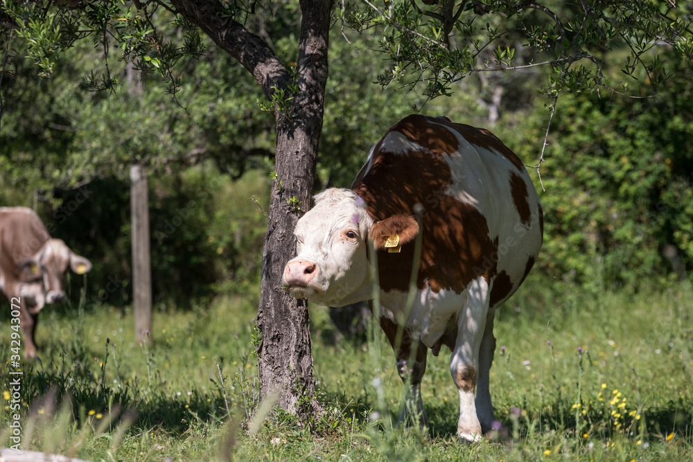 Mucca simpatica con testa in primo piano sotto albero di ulivo in ...