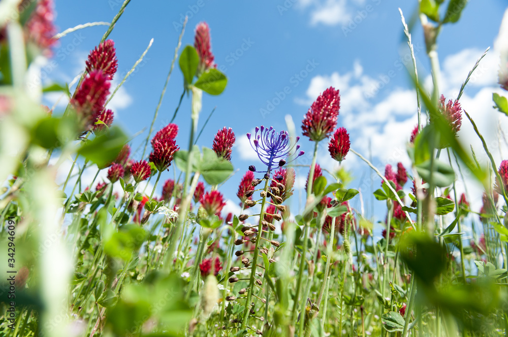 Campo di fiori colorati in un prato in campagna a cielo aperto e ...