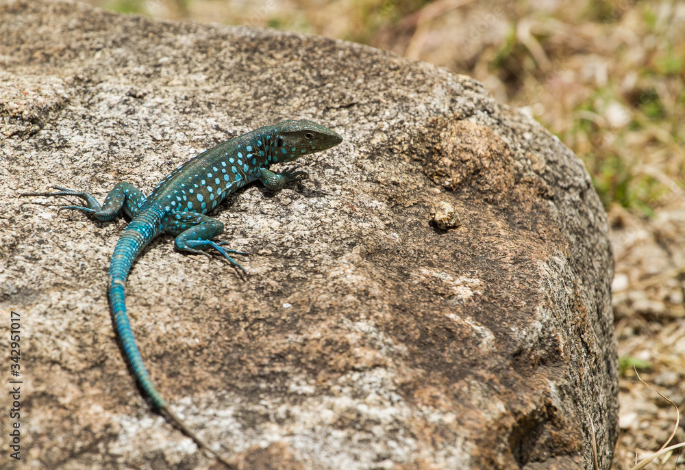 Lagarto típico de Aruba chamado localmente por Kododo Stock Photo ...