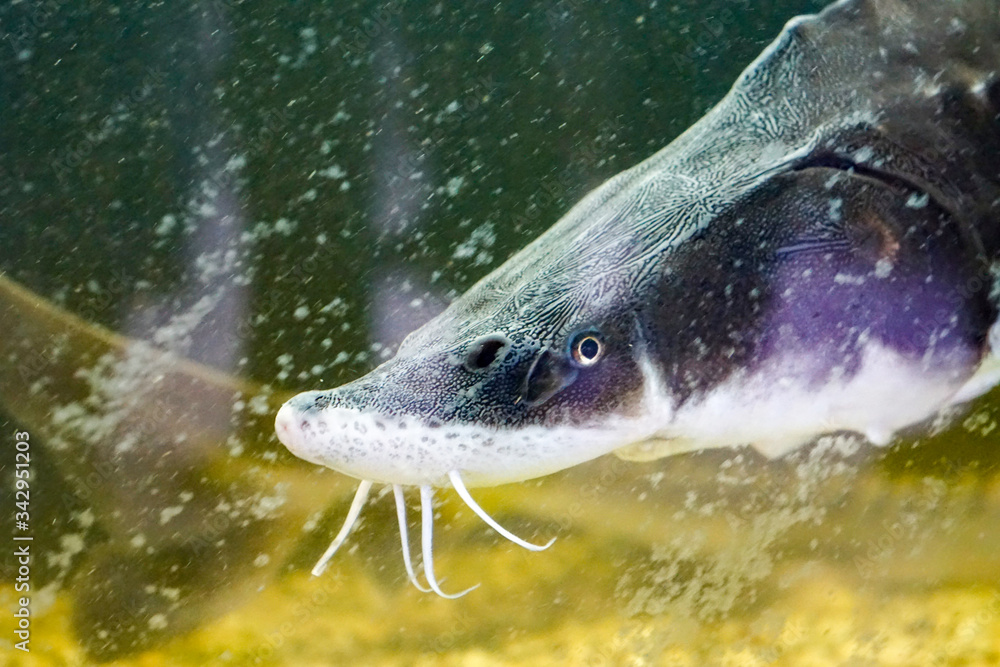 large sturgeon fish, head in an aquarium in troubled waters Stock Photo ...
