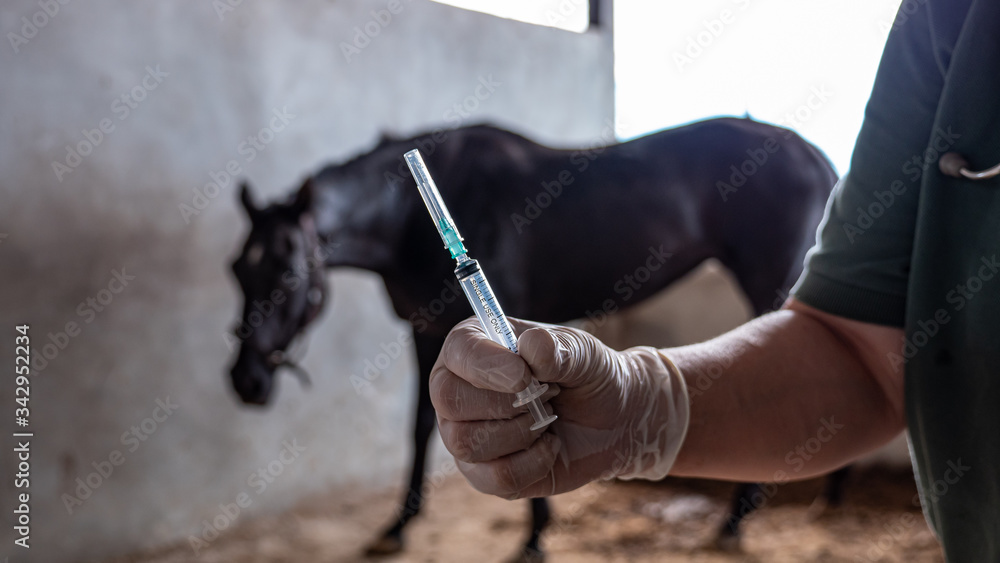 Doctor injection horse in the farm Stock Photo | Adobe Stock