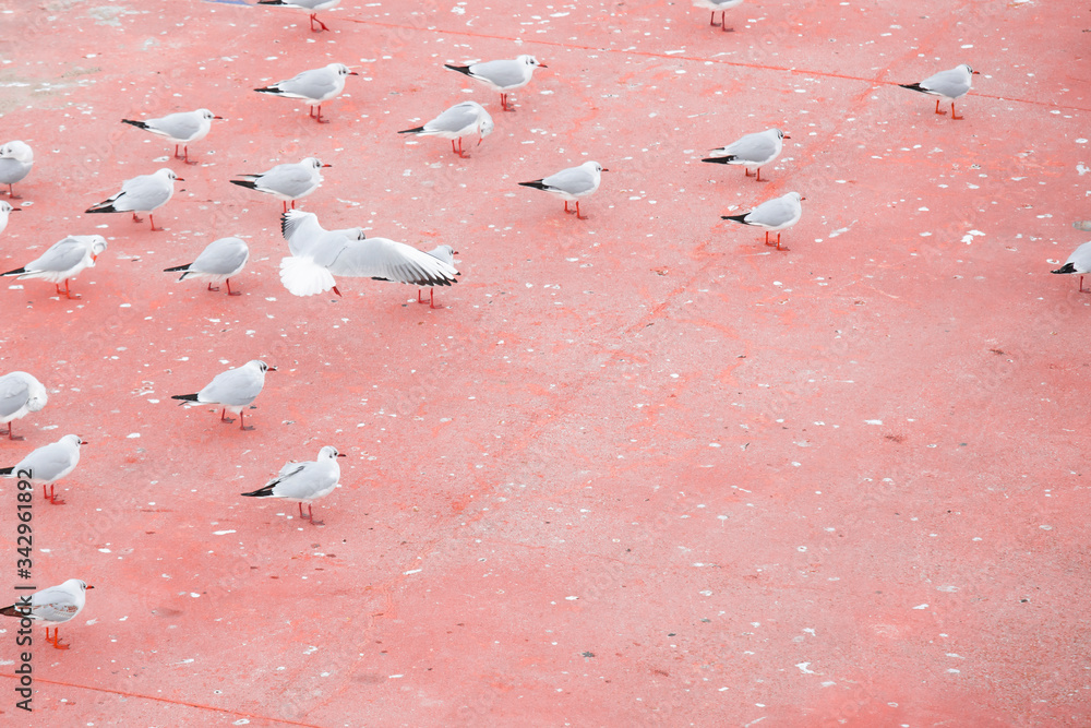 Flock of gulls are photographed on the ground from the edge of the ...