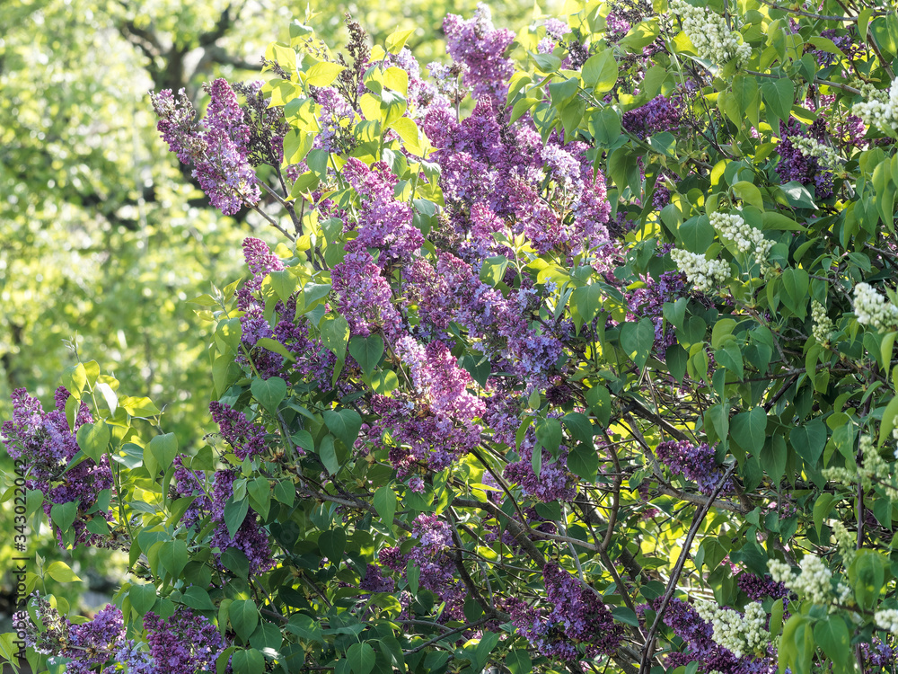 Lilas commun (Syringa vulgaris) aux thyrses de fleurettes simples ou ...