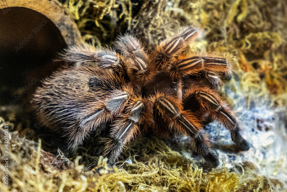 Single Chilean Rose Tarantula spider - latin Gramostola rosea - known ...