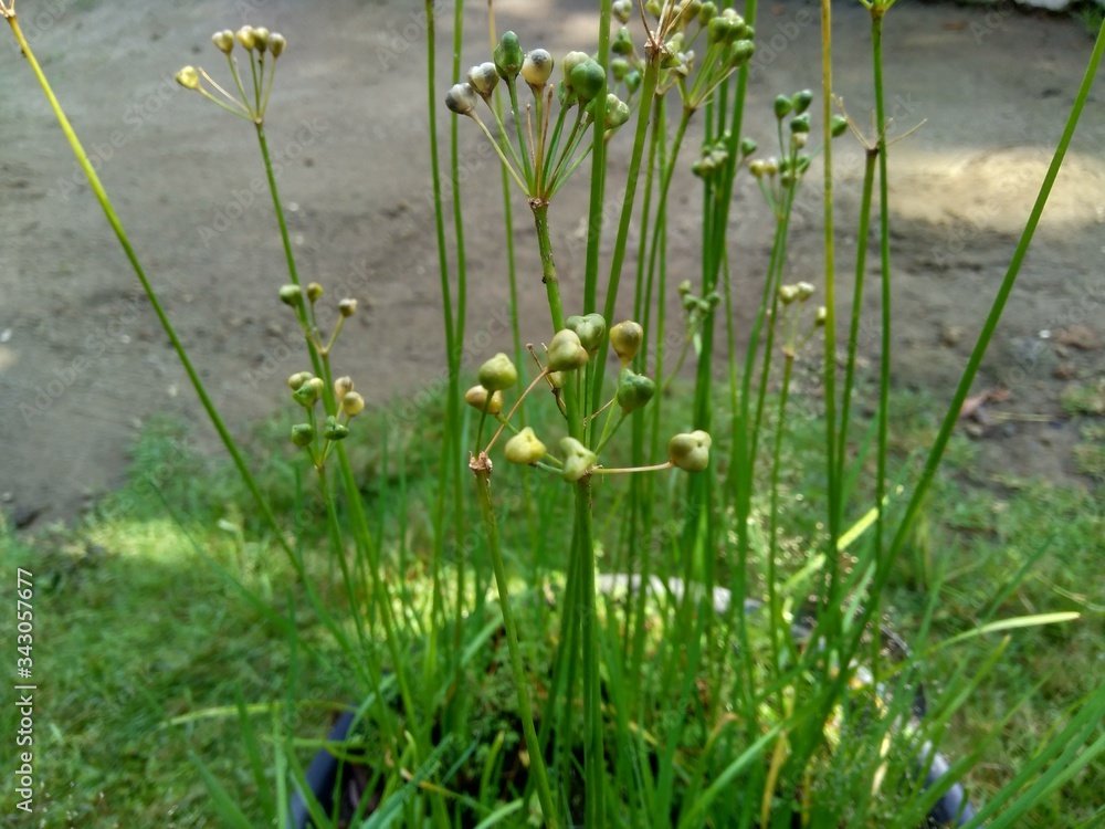 Allium tuberosum (garlic chives, Oriental garlic, Asian chives, Chinese ...