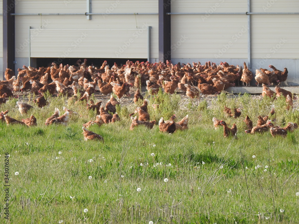 Elevage extensif et en plein air de poules et poulets Stock Photo ...