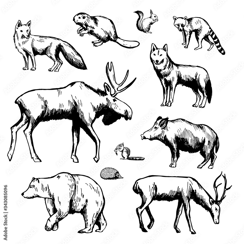 Hand drawn forest animals on white background. Vector sketch ...