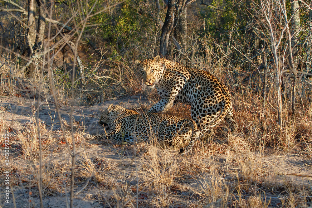 Leopard mating couple in Sabi Sands Game Reserve in the Greater Kruger ...