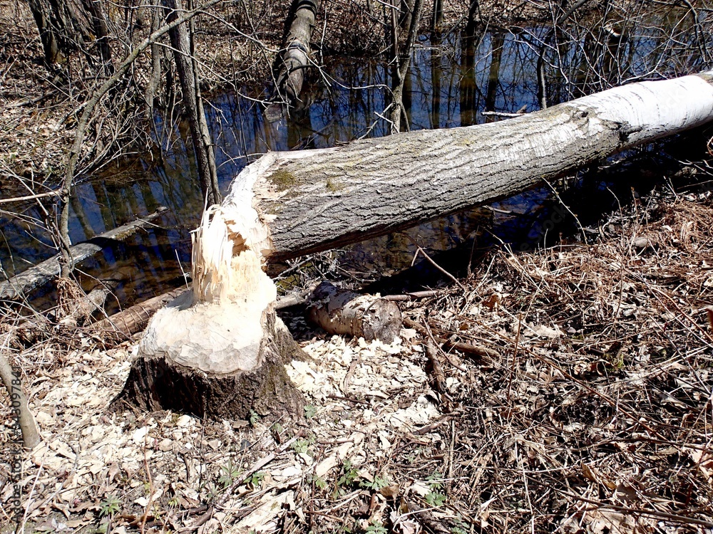Beaver damage to trees Stock Photo | Adobe Stock