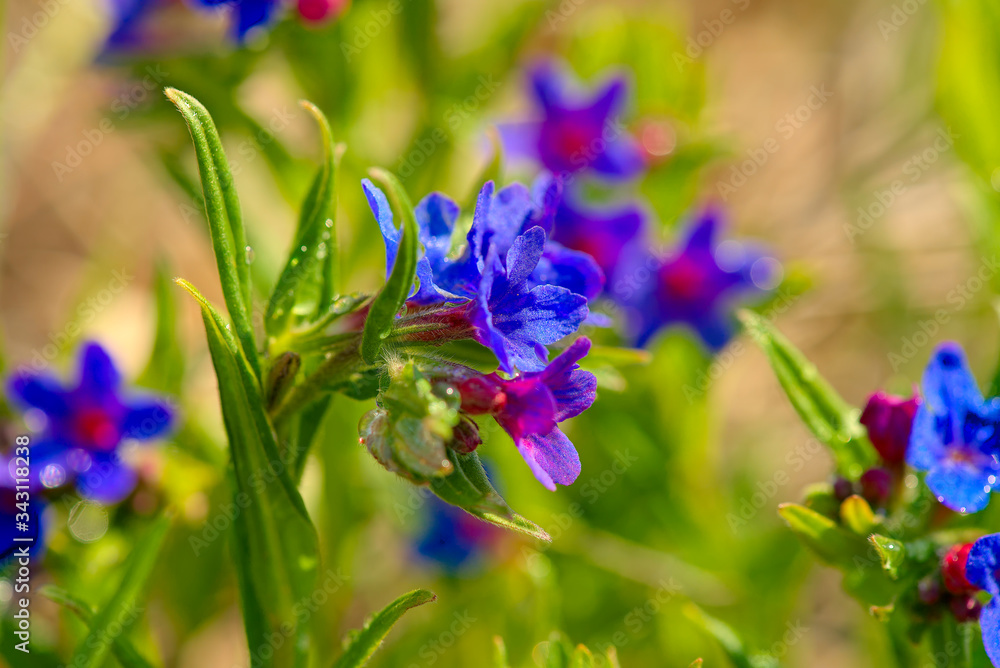 Buglossoides purpurocaerulea spring flowering in the forest Stock Photo ...