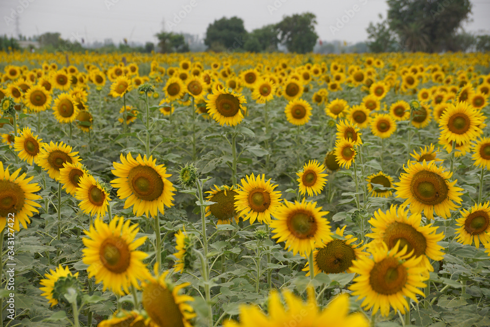 Helianthus annuus, the common sunflower, is a large annual forb of the ...