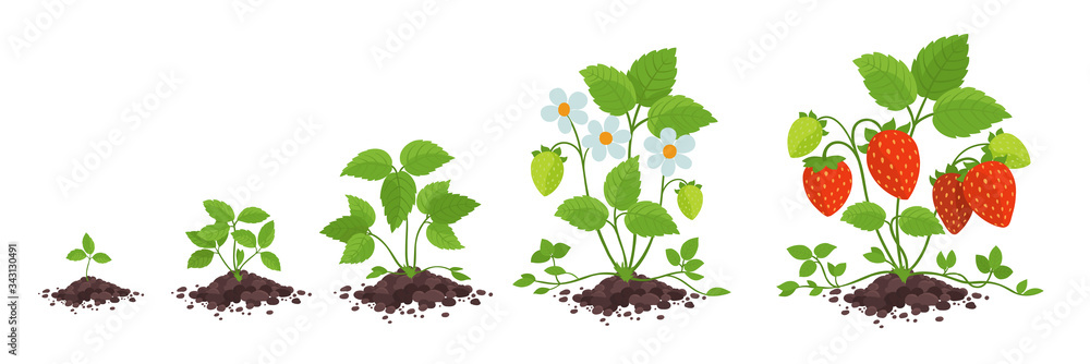 Strawberry plant growth stages. Fragaria development. Harvest animation ...