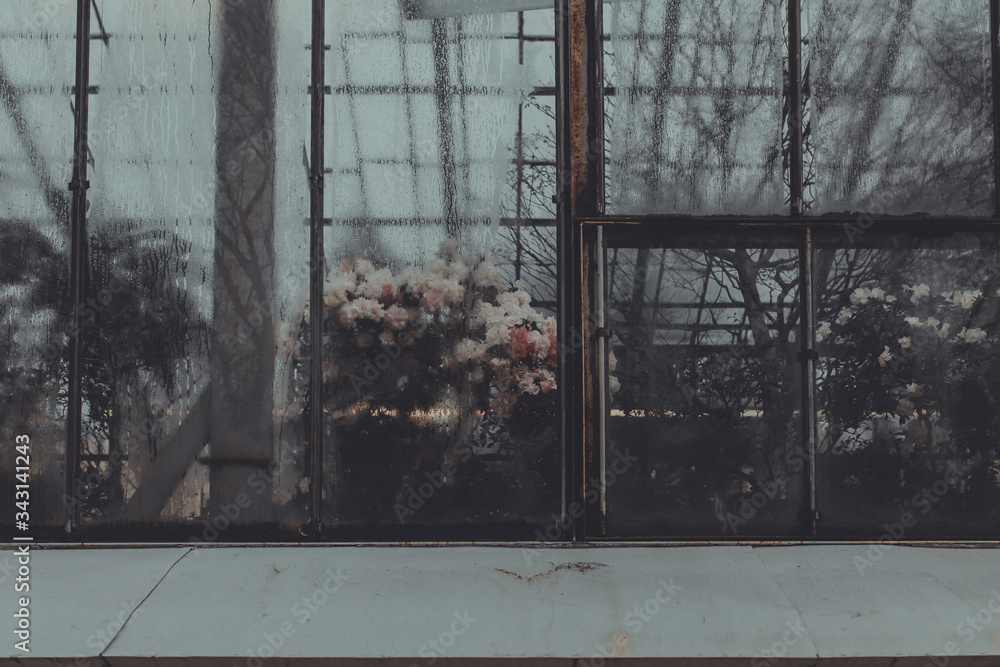 a foggy window of botanical garden with colored beautiful flowers ...