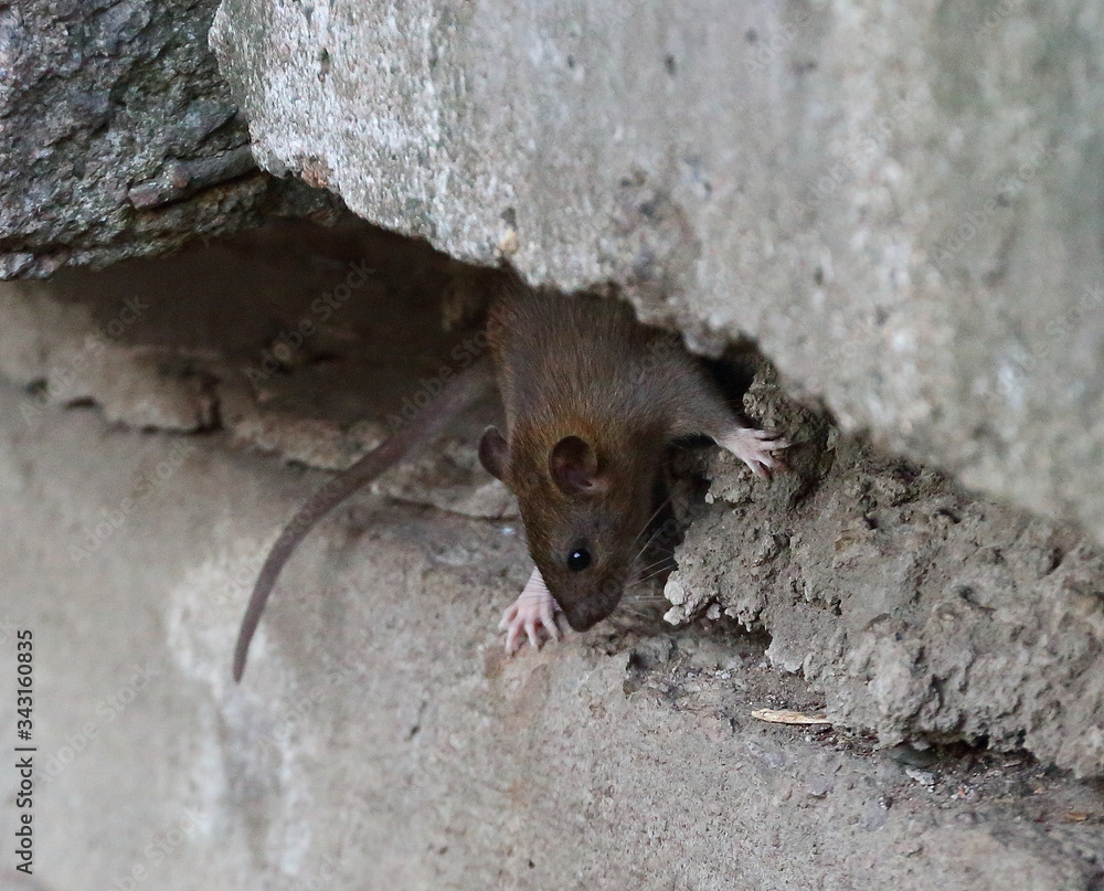 Rat in the gap between the old concrete slabs Stock Photo | Adobe Stock