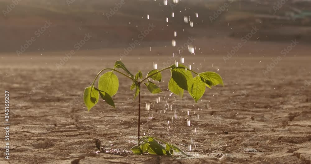 Close up shot of water drops falling on tiny plant in desert. Little ...