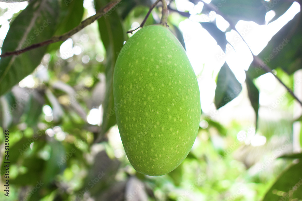 Green colored mango fruit hanging from a big mango tree in the wild ...
