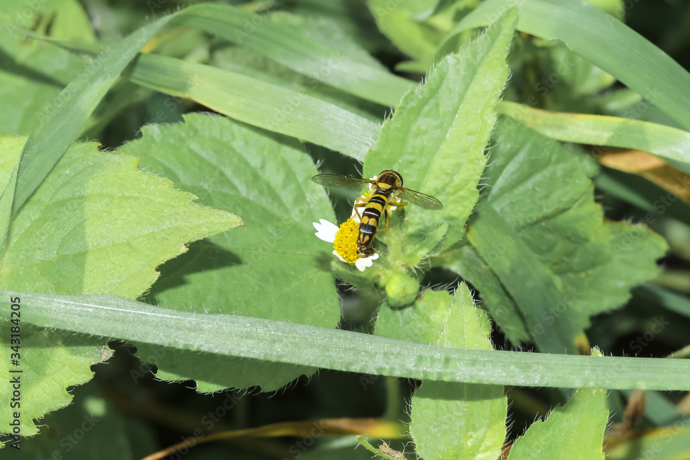 Schwebfliege, Langbauchschwebfliege, Sphaerophoria scripta Stock Photo ...