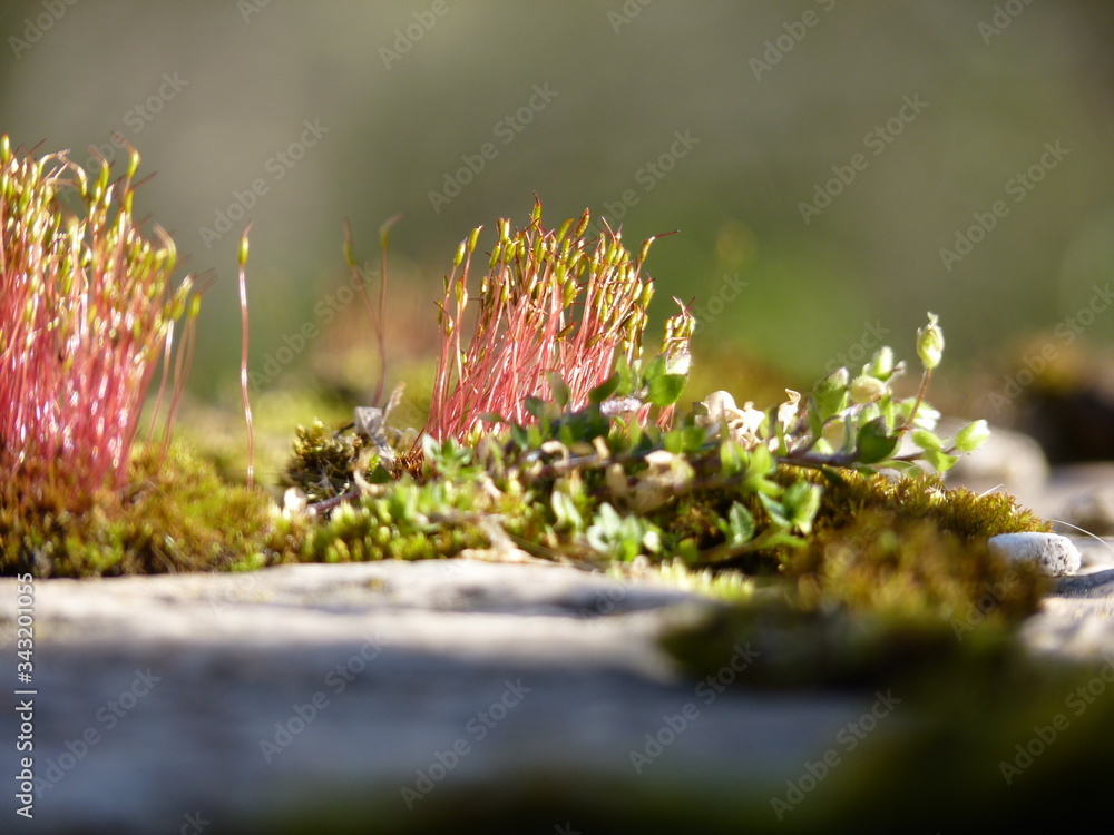 Miniature ecosystem with purple horn toothed moss Ceratodon purpureus ...