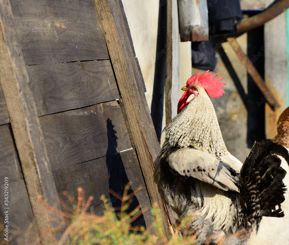 handsome rooster domesticated Stock Photo | Adobe Stock