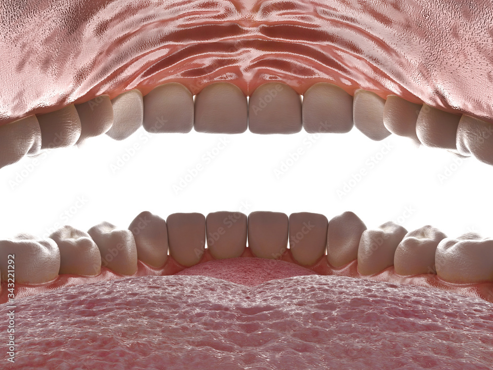 Stockillustratie Human oral cavity. Inside an open mouth. Jaw with ...