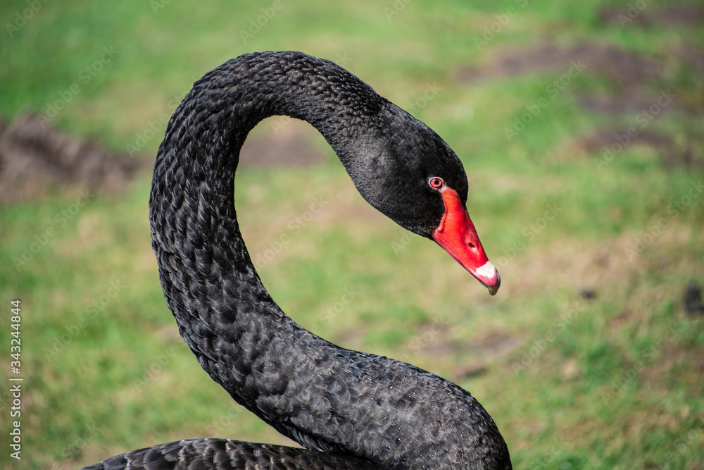 Australian black swan, Cygnus atratus, portrait. Close up of black swan ...