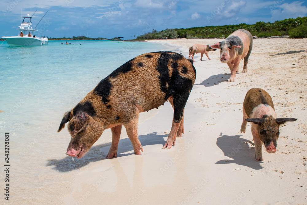 The famous swimming feral pigs of Bahamas living in "Big Major Cay ...