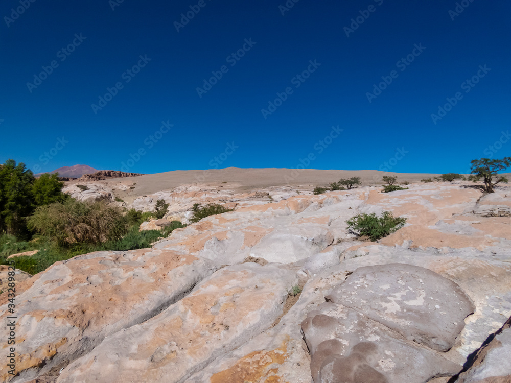 Mini forests fed by groundwater in the surroundings of San Pedro de ...