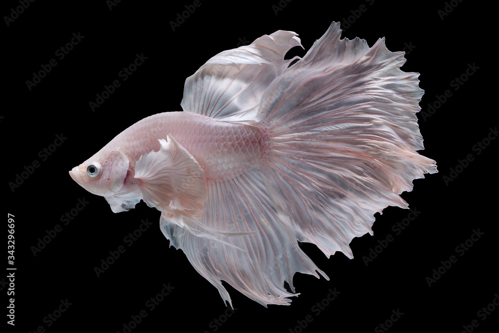 White fighting fish ,Beautiful colors"Halfmoon Betta" capture the ...
