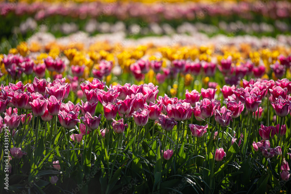 Insieme di tulipani di diversi colori coltivati in un campo Stock Photo ...
