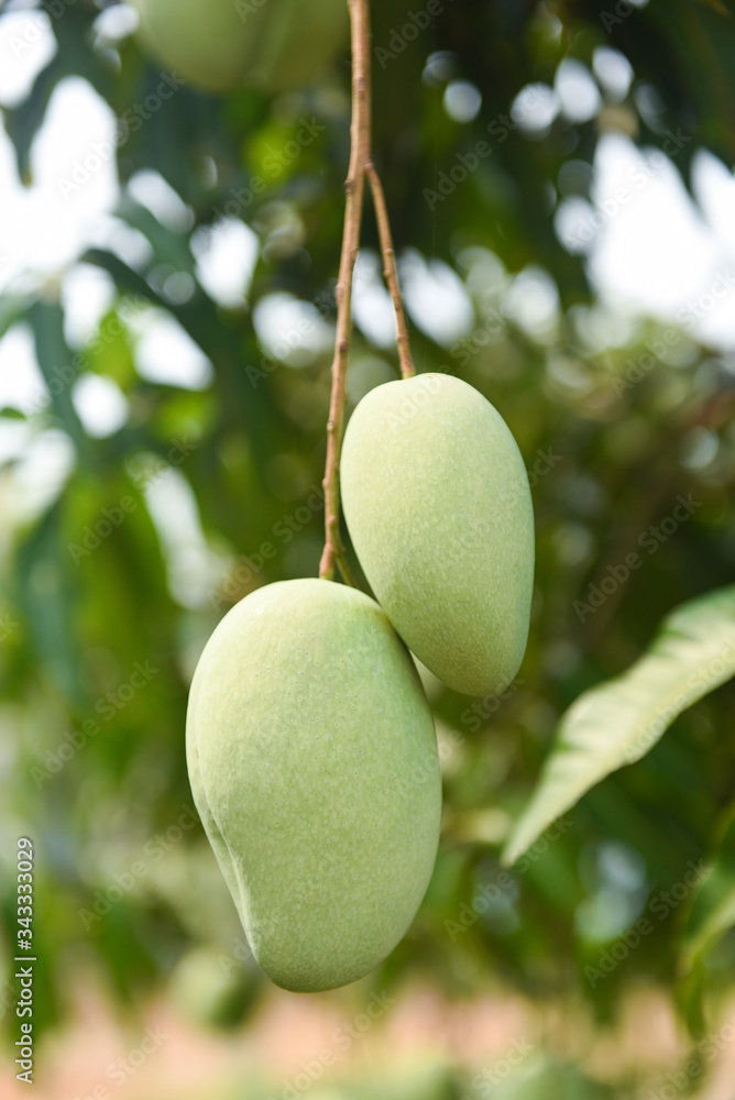 raw mango hanging on tree with leaf background in summer fruit garden ...
