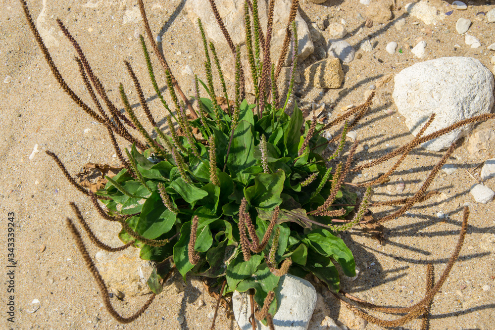 Plantain flowering plant on the beach, green leaves of broadleaf ...