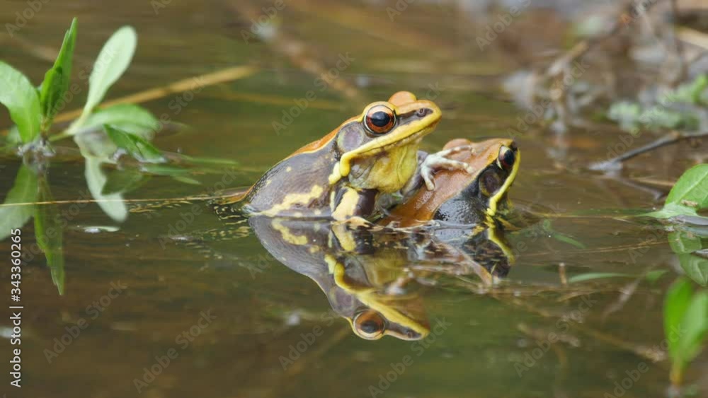 Stockvideon Two male Fungoid Frogs trying to fight and prove their ...