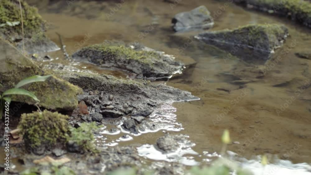 Natural clear water stream with rocks moss and leaves close up panning ...