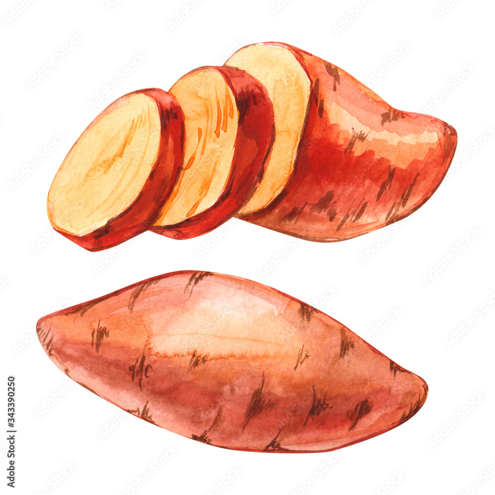 Watercolor whole and cuted slice sweet potato set hand drawn ...
