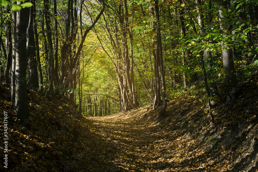 Morning Forest Path