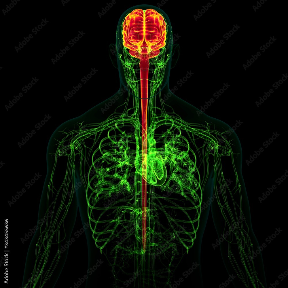 3D Illustration Human Brain With Circulatory System Anatomy Stock ...
