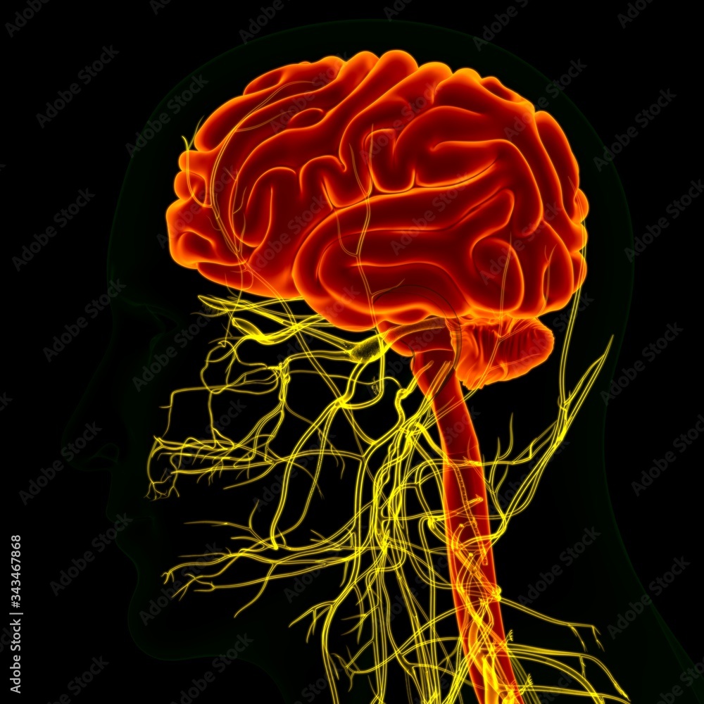 3D Illustration Human Brain With Nervous System Anatomy Stock ...
