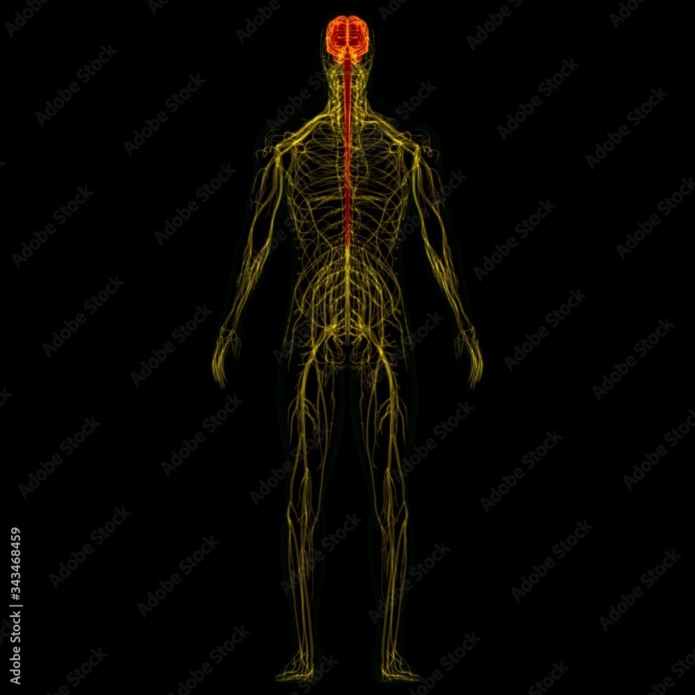 3D Illustration Human Brain With Nervous System Anatomy Stock ...