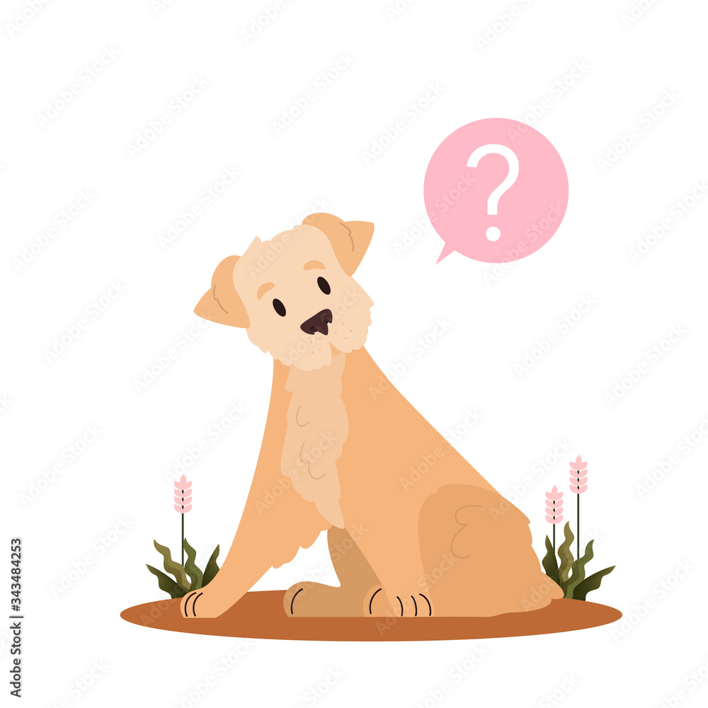 Cute dog with question mark. Russo european laika with confusion Stock ...