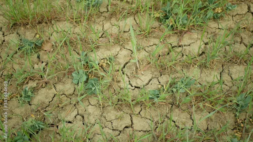 Drought dry field land wheat Triticum aestivum, drying up soil cracked ...