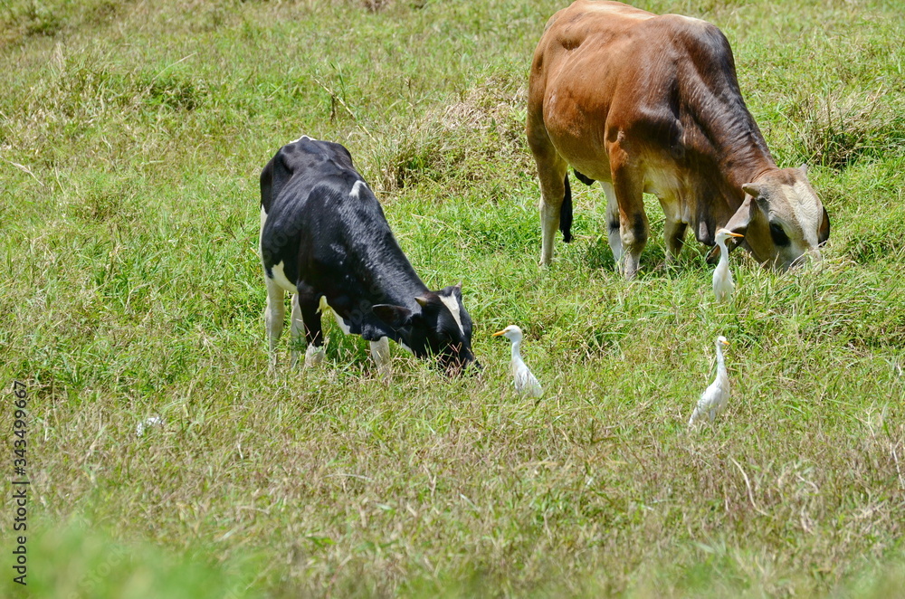 Brahma bulls with Cattle Egrets in a farm field in Costa Rica Stock ...