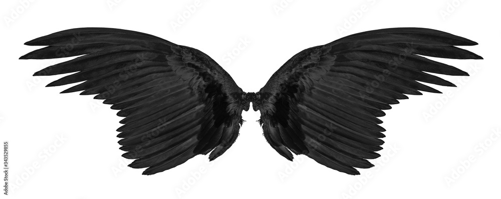 black wing isolated on white background. Stock Photo | Adobe Stock