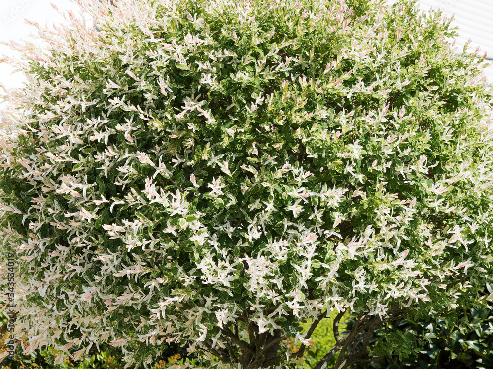 (Salix integra 'Hakuro Nishiki') Saule crevette ou saule Arlequin Stock ...
