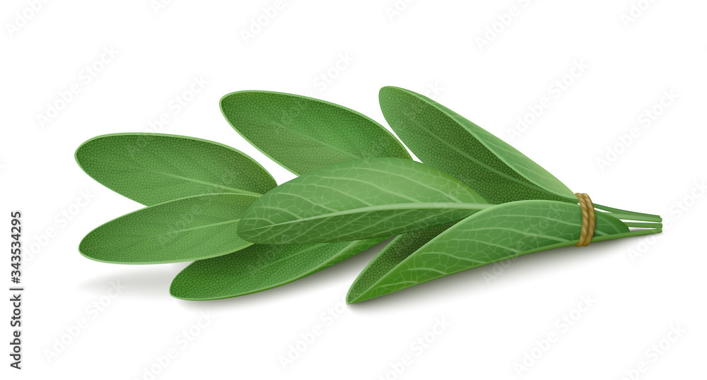 Fresh sprig of sage lying horizontally. White background. Realistic ...