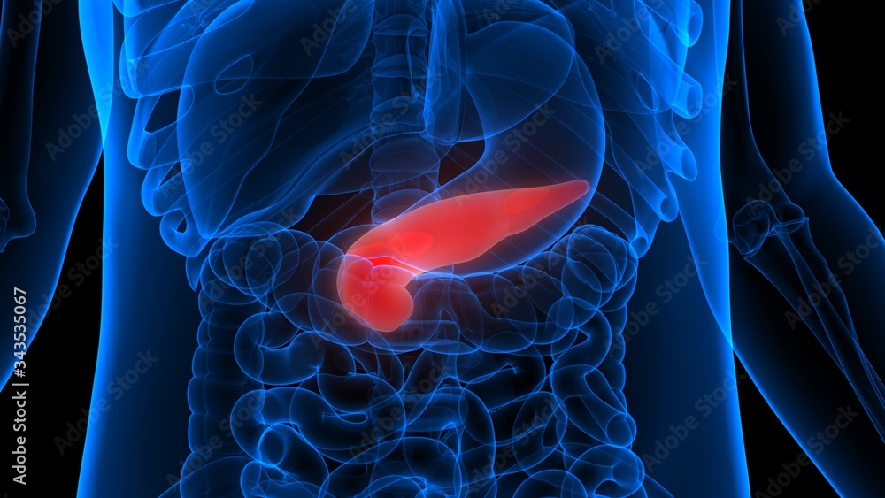 Human Internal Organ Pancreas Anatomy Stock Illustration | Adobe Stock