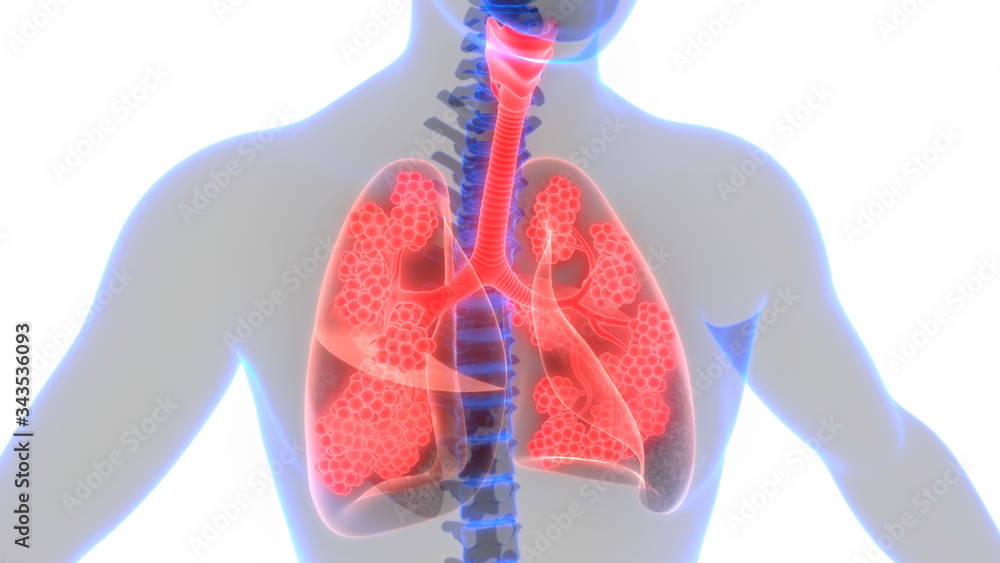 Human Respiratory System Lungs with Alveoli Anatomy Stock Illustration ...