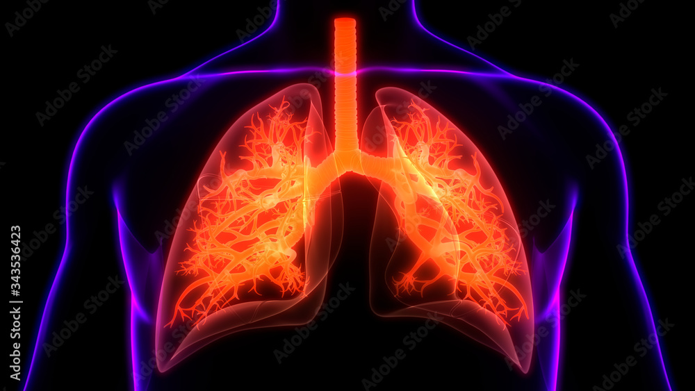 Human Respiratory System Lungs Anatomy Stock Illustration | Adobe Stock