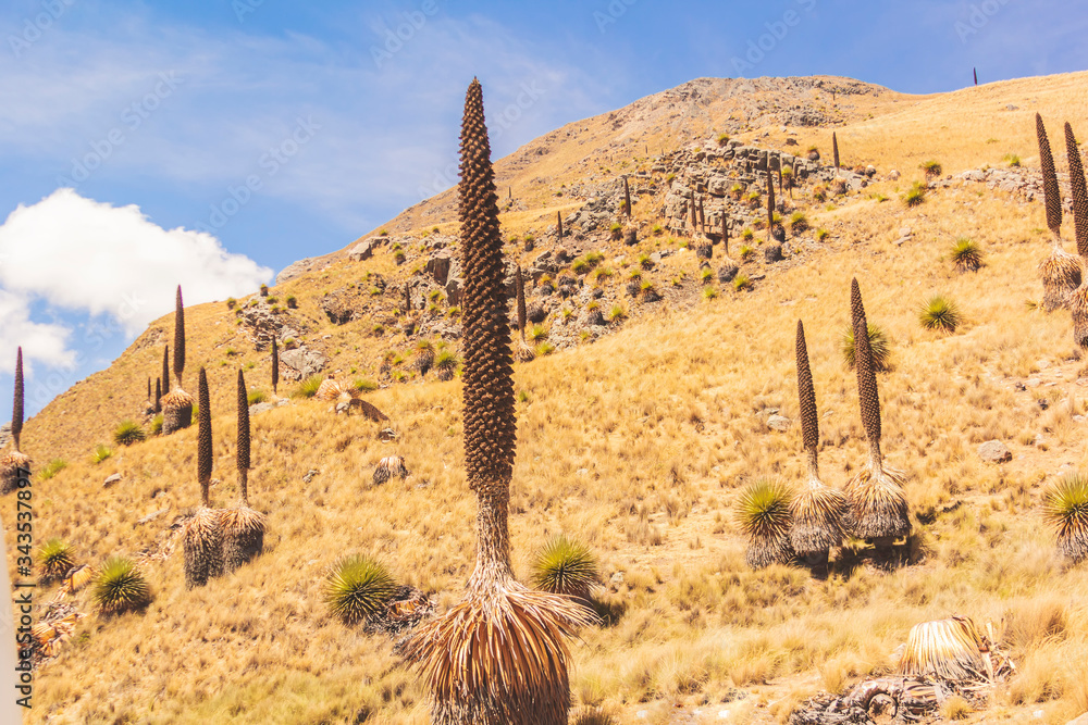 Puya raimondii , also known as queen of the Andes or puya de Raimondi ...