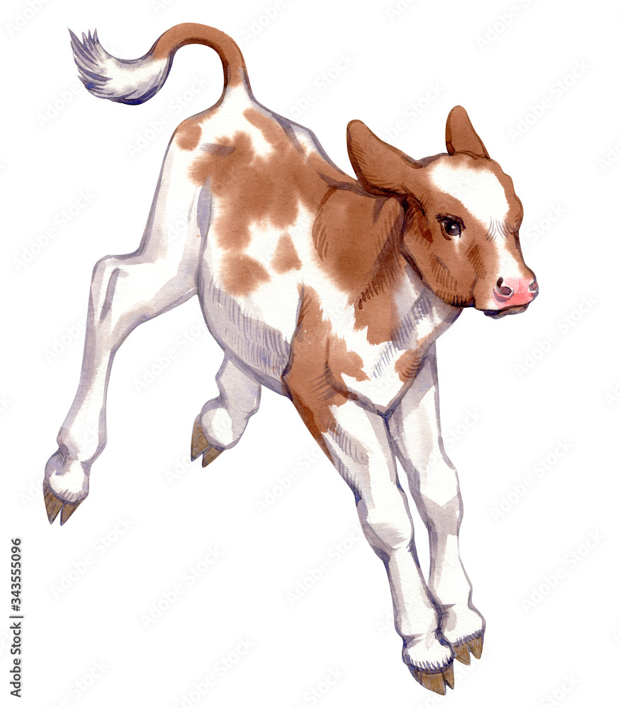 Watercolor painting of a jumping calf isolated on white background ...