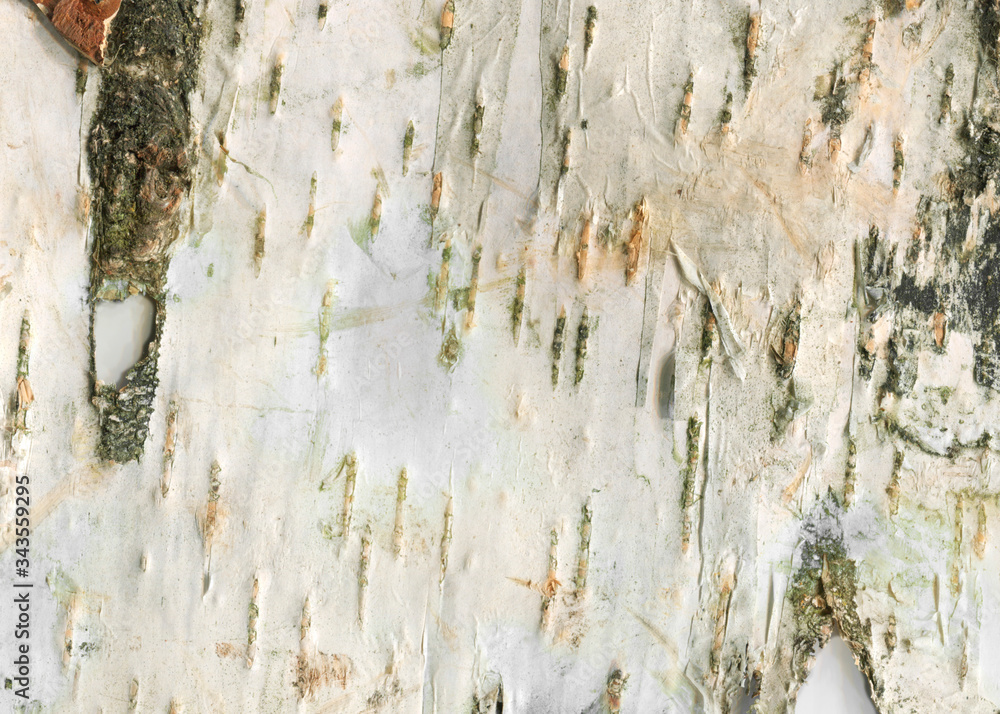 Natural wood texture background with raw birch textures for forestry ...